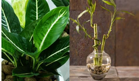 12 Plantas que puedes tener en agua y se verán hermosas en tu casa