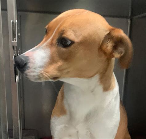 Fundación Toby on Twitter Cachorrita hermosa de 1 año en adopción Ya