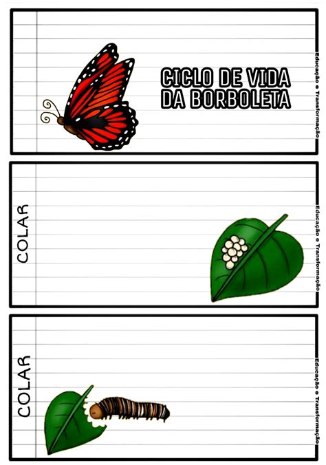 Ciclo De Vida Da Borboleta Atividades Escolares