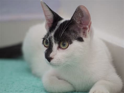 Curso Online Ensina Como Cuidar Do Seu Gato