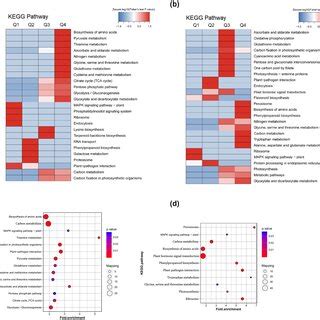 KEGG Pathway Enrichment Analysis Of Differentially Expressed Proteins