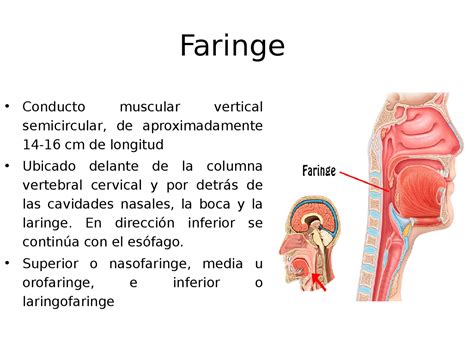 Anatomía de la Faringe Diapositivas de Anatomía Docsity