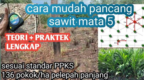 Cara Mudah Pancang Sawit Mata Lima Pelepah Panjang YouTube