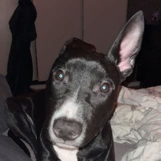 2 år gammal Blandras amstaff pitbull bullterrier säljs av Elin från