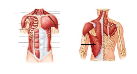 Posterior Anterior Chest Muscles Diagram Quizlet
