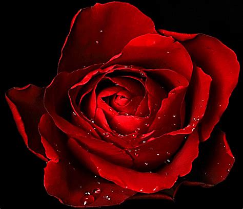 Piruja La Rosa Mas Bella Del Mundo Leyenda
