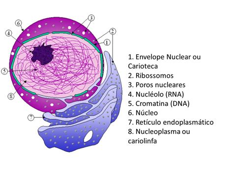 Núcleo Celular Digitalizando a Biologia