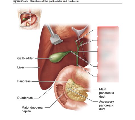 Digestive System Structures Of Gallbladder And Ducts Diagram Quizlet