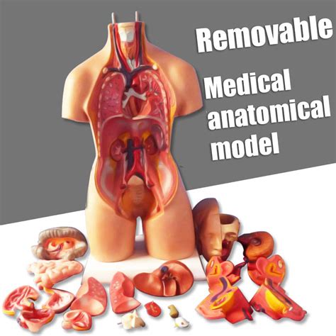 Buy Anatomy Model Human Body 4D Body Anatomy Model Anatomical
