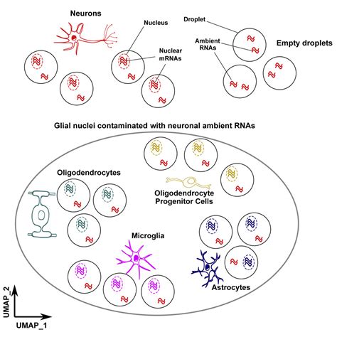 Neuronal Ambient RNA Contamination Causes Misinterpreted And Masked