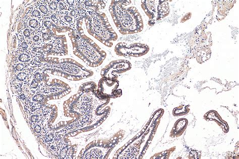 Slc A Antibody Ap Proteintech