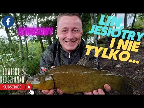 LIN i Jesiotry Dużo DUŻYCH ryb na FEEDER Łowisko KŁODZIONKO