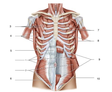 Chapter Anterior Torso Muscles Flashcards Quizlet