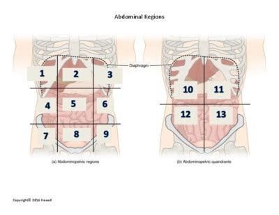 Nine Abdominal Regions Diagram Quizlet