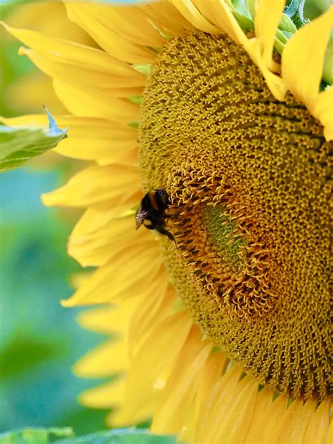 Tournesol Fleur Abeille Photo Gratuite Sur Pixabay Pixabay