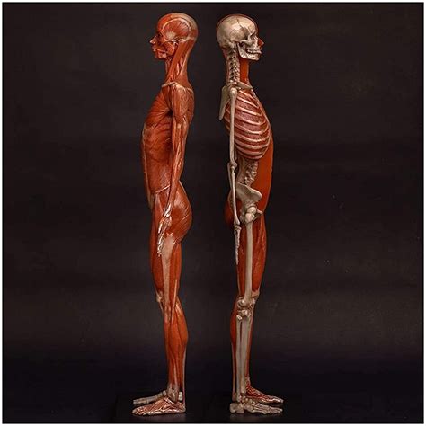 Amazon REXGEL Modelos de torso y esqueleto anatómicos figura de