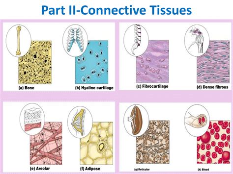 SOLUTION Part 2 Connective Tissues Histology Studypool