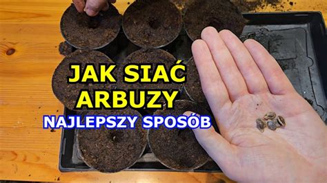 Jak siać Arbuzy Najlepszy sposób na siewy Arbuza Uprawa Arbuza w