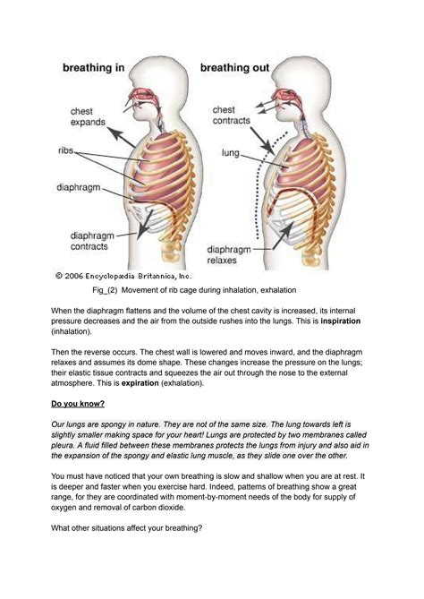SOLUTION Mechanism Of Respiration In Human Beings Studypool