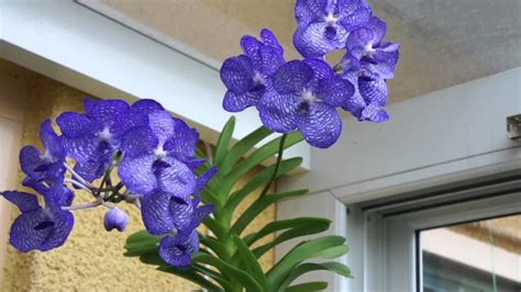 Como Fazer Mudas de Orquídeas Passo a Passo TC