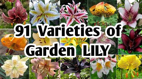 91 Lily Flower Plants For Garden Best Lily Varieties Garden Lily
