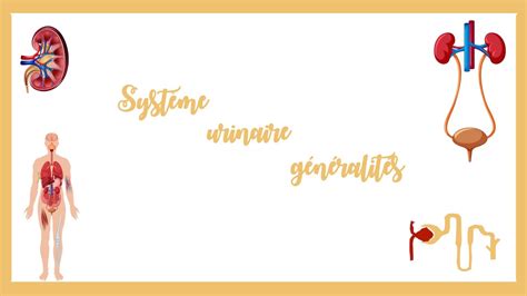 Le système urinaire généralités Anatomie physiologie et histologie