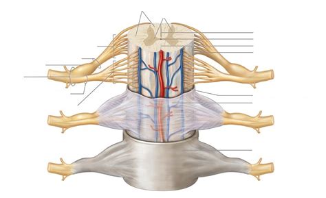 Spinal Cord Structure Diagram Quizlet