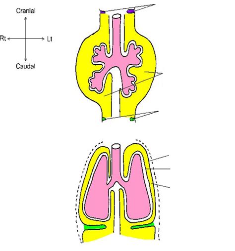 Diagram Of Development Of The Lungs And Pleura Quizlet