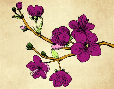 Dibujo de Rama de cerezo pintado por Rochy1962 en Dibujos net el día 10