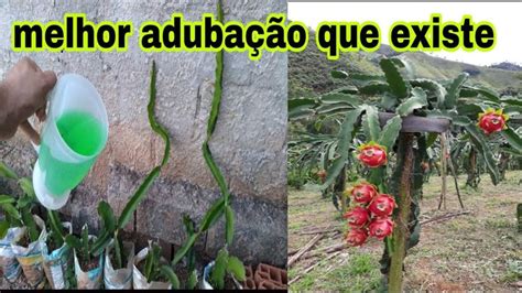 Adubação para pitaya faz crescer e produzir totalmente grátis