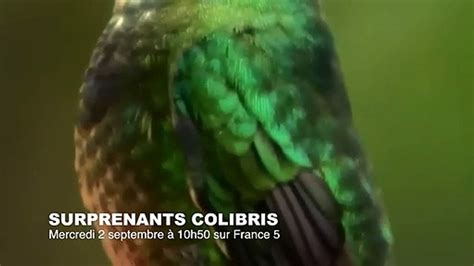 Ces Raies S Envolent ZAPPING SAUVAGE 39 Video Dailymotion