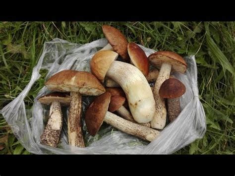 Grzyby Grzybobranie 2017 Dorodne Prawdziwki Borowiki Szlachetne Oraz