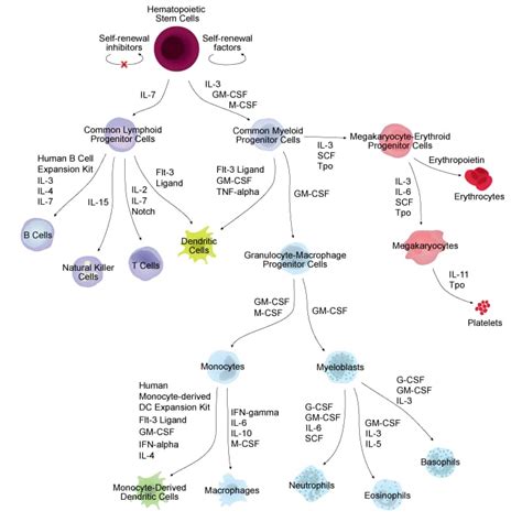 Hematopoietic Stem Cells Lineage Specific Markers Interactive Pathway