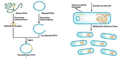 Recombinant Dna Steps