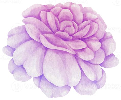 Purple Rose Flowers Watercolor Illustration 9788328 PNG