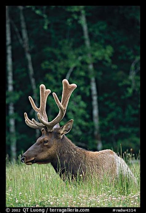 Picture Photo Bull Roosevelt Elk With Large Antlers Prairie Creek