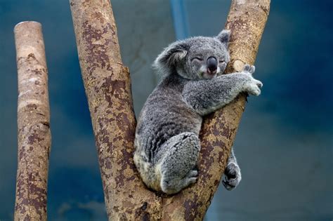 Koala Cosa Mangia Habitat E Curiosit Petsblog