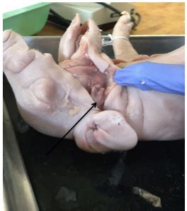 A P II Lab Digestion Flashcards Quizlet