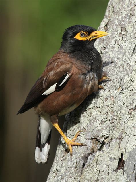 Common Myna Birds Of The Royal Botanic Gardens Victoria Cranbourne