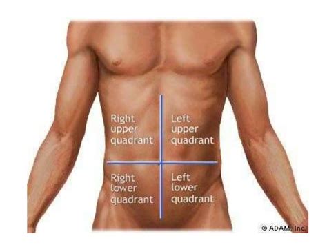 Abdominopelvic Quadrants And Regions Pptx