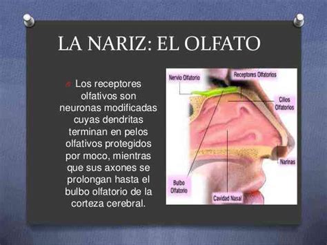 Malawi Soltero Letra Cuales Son Las Partes De La Nariz Hero Na Leer Poetas