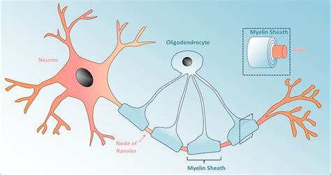 Glial Cells
