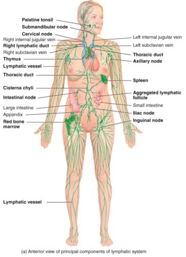 Anat Phys Ch 22 Lymphatic System And Immunity Flashcards Quizlet