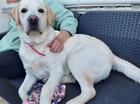 Mâle Labrador Retriever disponible pour saillie Petite Annonce chien