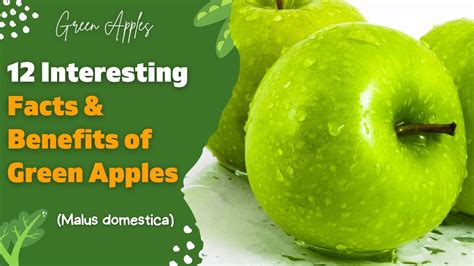 12 Interesting Facts Benefits Of Green Apples Malus Domestica