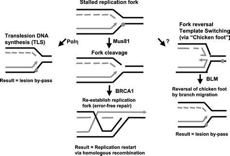Figure 4 From The Role Of The BRCA 1 Tumor Suppressor In DNA Double