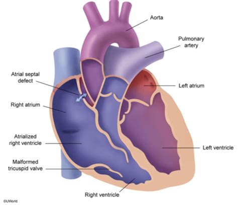 Embryology Flashcards Quizlet