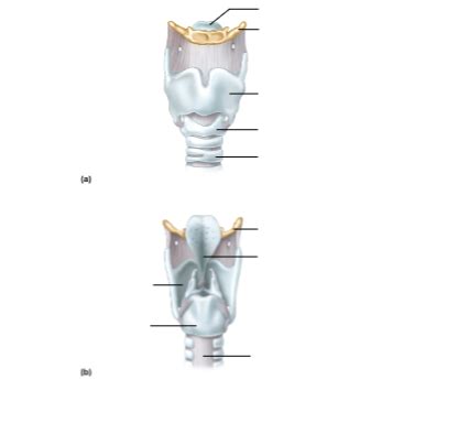 Anatomy And Physiology Diagram Quizlet