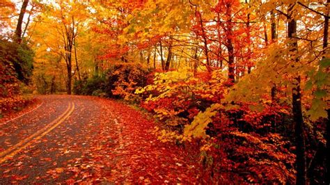 Fonds décran Automne Feuilles Mortes MaximumWallHD Paysage automne
