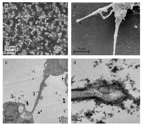 development of myeloid dendritic cells under the influence of sexual hormones visualized using